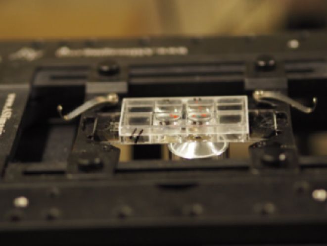 Look Through Tissue `Blanket` With Optical Microscope | Science in Poland