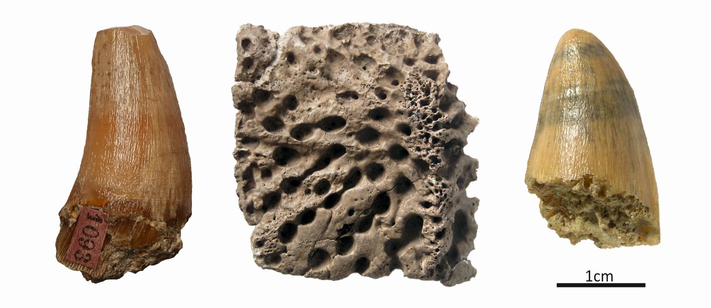 17 million years old crocodile remains found in 'Bełchatów' mine ...