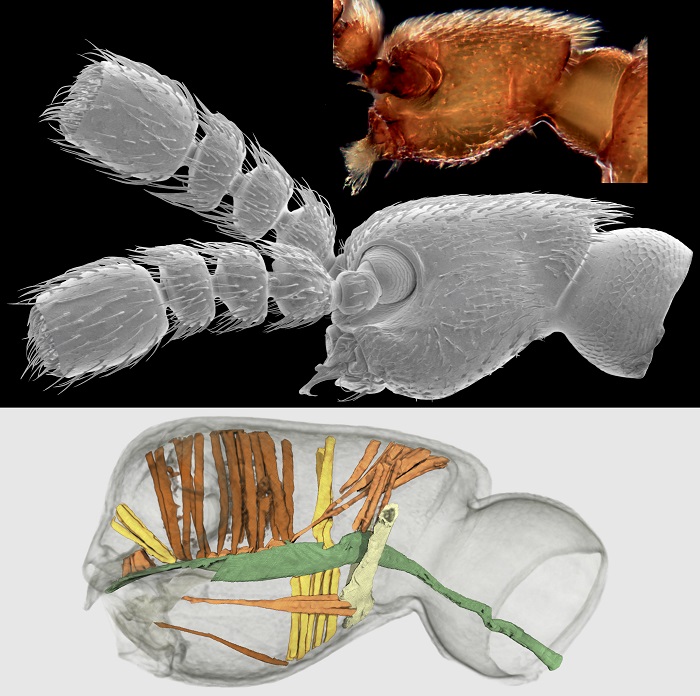 Scientists use a microtomograph to get a sneak peek into the head of ...