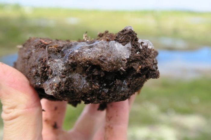 Torfowiska na dalekiej północy są poważnie zestresowane | Nauka w Polsce