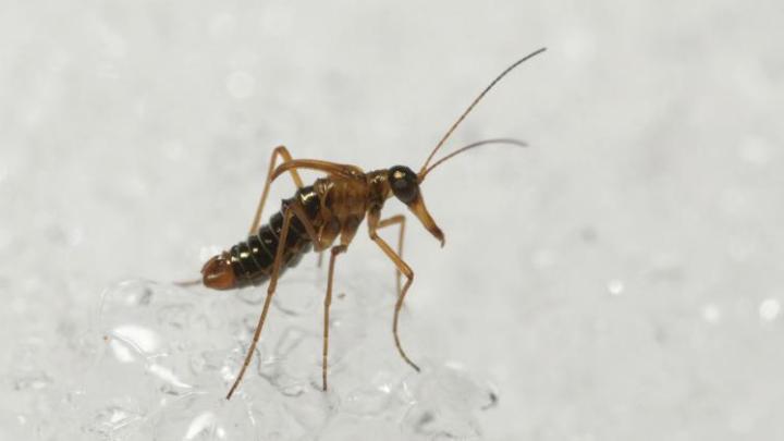 It is possible to encounter insects on the snow in winter | Science in ...