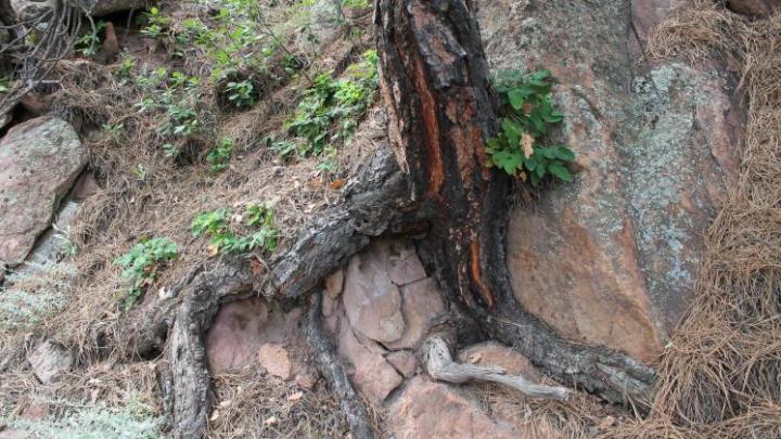 Scientists to Investigate Whether Tree Roots Destroy Rocks | Science in ...