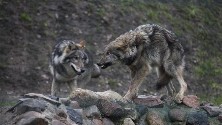 Fang-tastic! Protection of Wolves sees Increase in Population Numbers ...