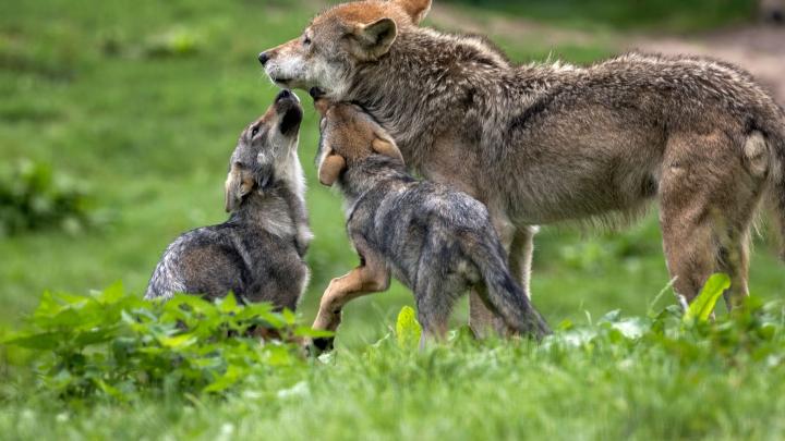 do wolves stalk humans