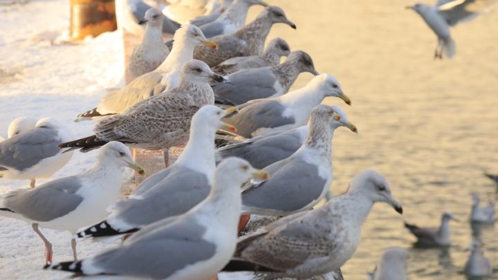 Hybrid gulls prove migration patterns are genetically driven, Polish ...