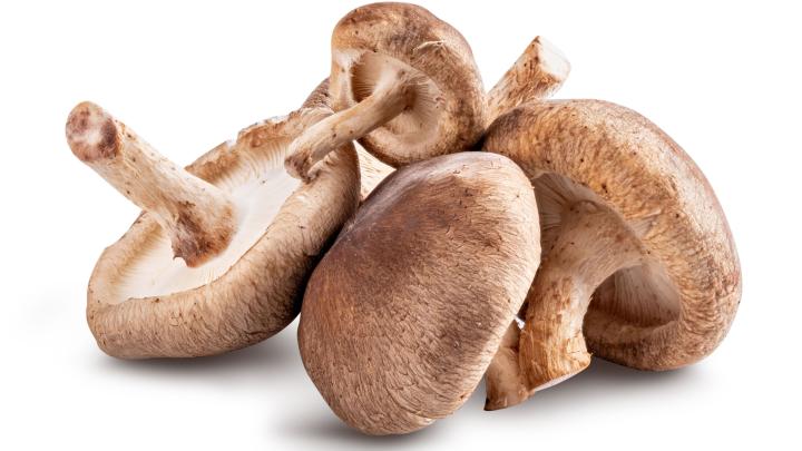 Grzyb shiitake hamuje postęp włóknienia wątroby | Nauka w Polsce
